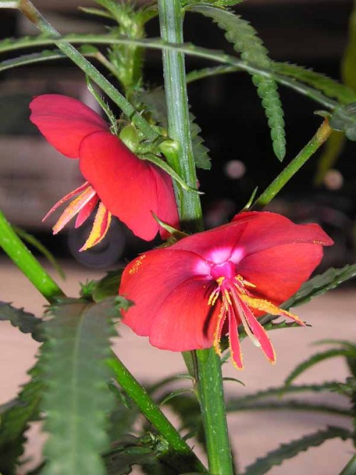 Sharad Ritu – season of tender beauty, grace and celebrations ...