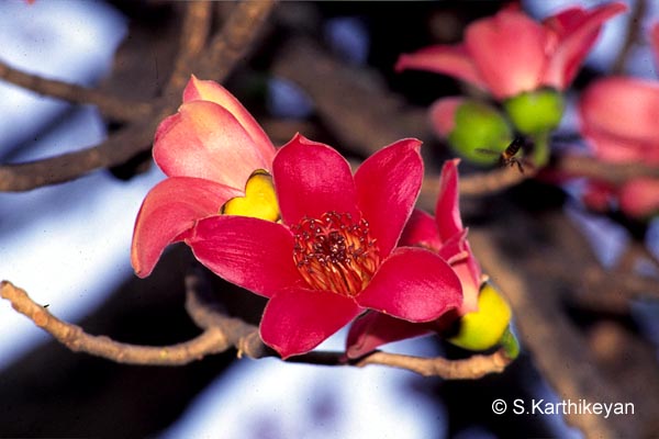 Flower trees in winter | sreenivasarao's blogs