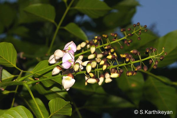 January | 2014 | sreenivasarao's blogs