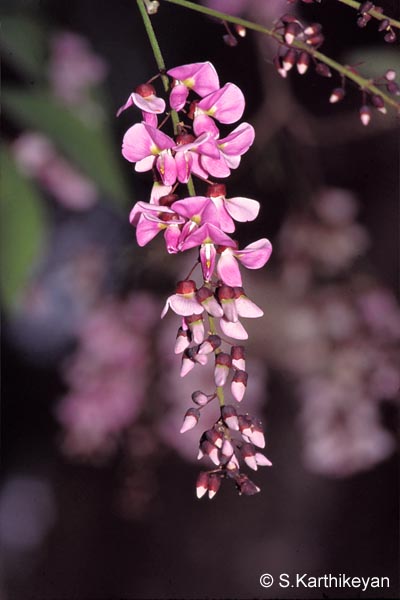 Flower trees in winter | sreenivasarao's blogs