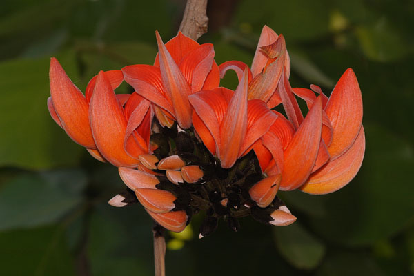 Muttuga | sreenivasarao's blogs