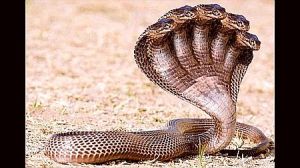five-headed-snake | sreenivasarao's blogs