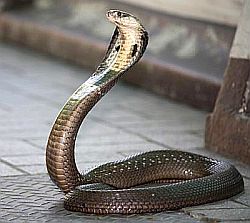 naga_in_hinduism | sreenivasarao's blogs